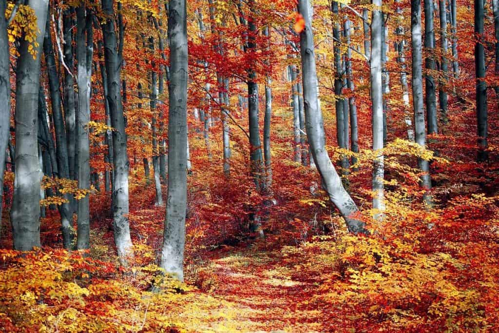 21 Fall Outdoor Activities For Adults Outdoor Motives 21 Fall Outdoor Activities For Adults Outdoor Motives