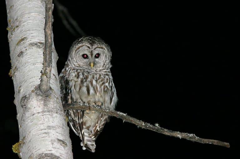Nocturnal Wildlife When Camping (13 Examples) - Outdoor Motives