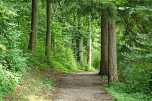 Types of Hiking Trails (24 Examples) - Outdoor Motives
